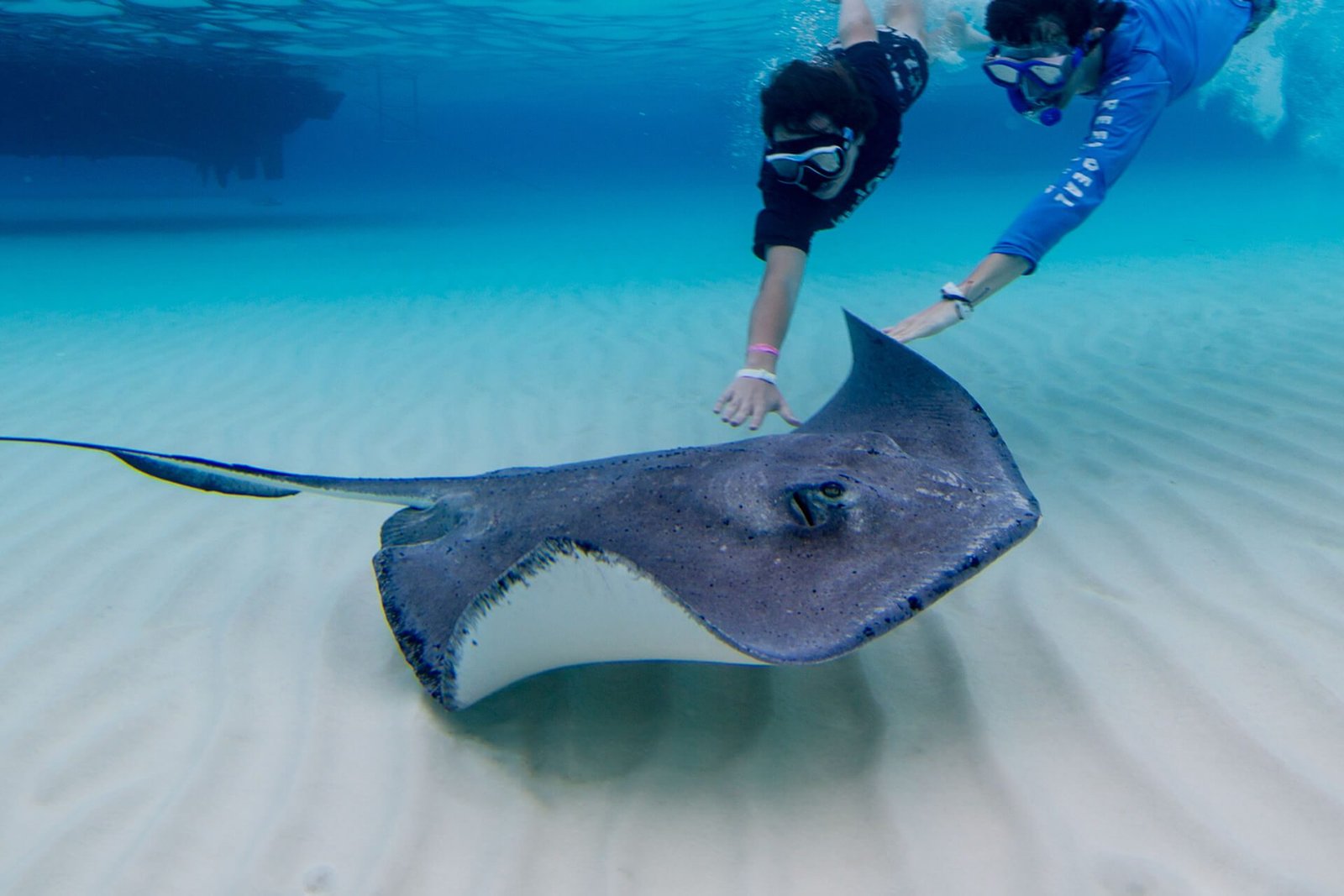Stingray City - Cayman Kind Watersports